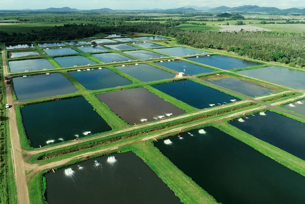 Infinity Blue Barramundi - Home